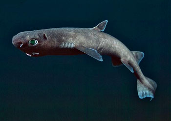 角鲨目 Squaliformes 蓝色动物学（中国动物科普）