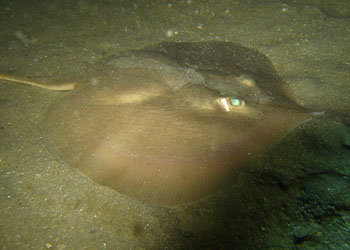 鲼形目 Myliobatiformes 蓝色动物学（中国动物学科普）