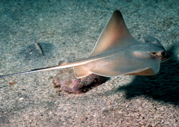 鲼形目 Myliobatiformes 蓝色动物学（中国动物学科普）