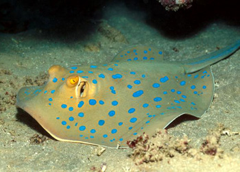 鲼形目 Myliobatiformes 蓝色动物学（中国动物学科普）