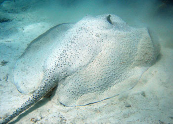 鲼形目 Myliobatiformes 蓝色动物学（中国动物学科普）